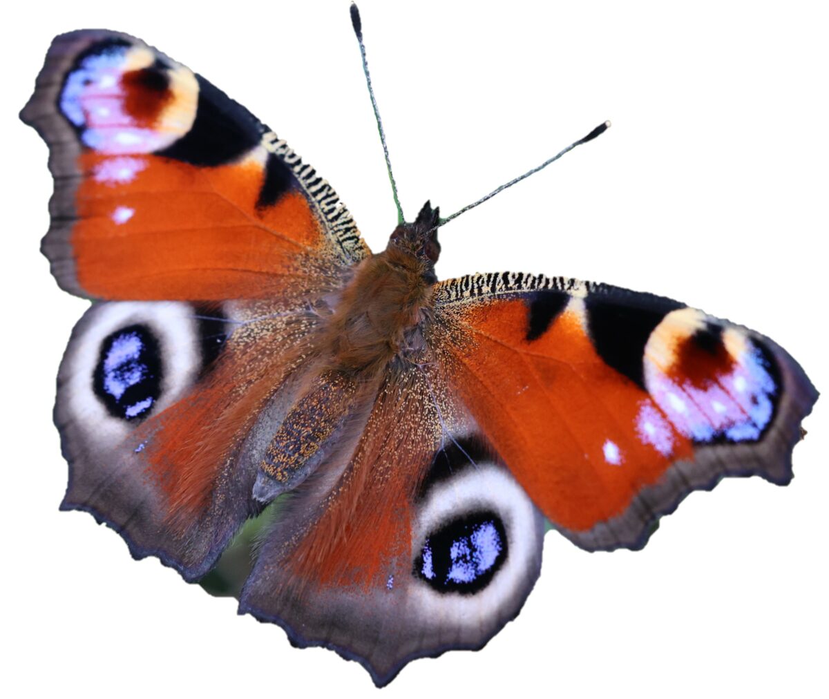 Suomen kaunein perhonen on valittu! – Lasten polku