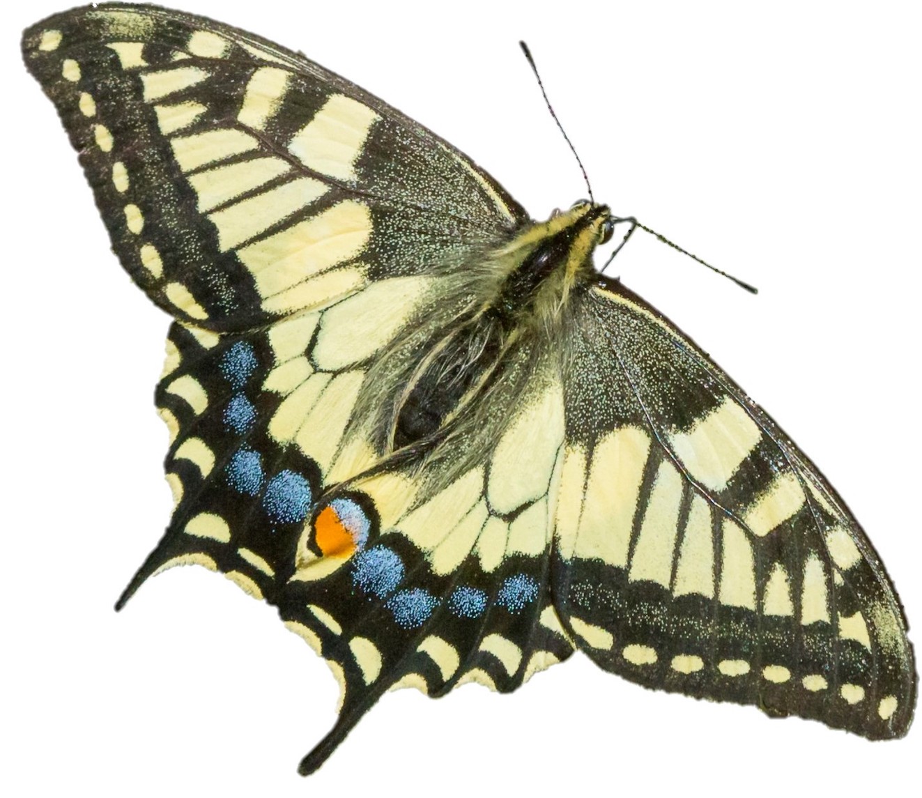 Suomen kaunein perhonen on valittu! – Lasten polku